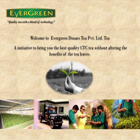 Evergreen tea | PDF