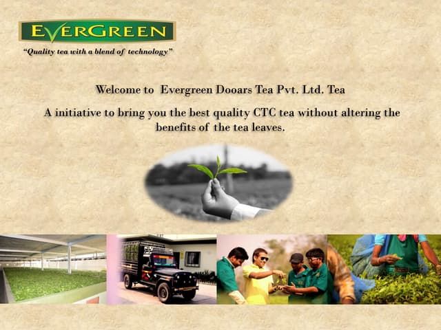 Tea manufacturing process detailed flow-chart | PPTX