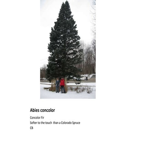 Evergreen trees and shrubs for landscaping | PPT