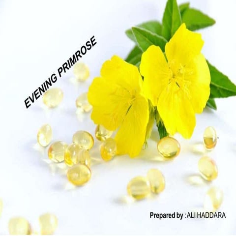 Evening primrose- medicinal plant PowerPoint | PPTX