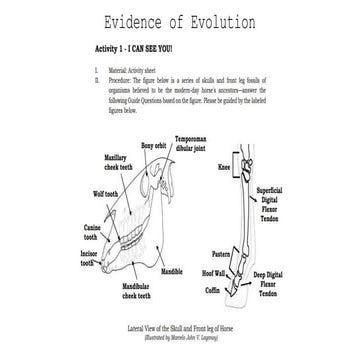 EVIDENCE OF EVOLUTION.pptx history of evolution | PPTX | Biological Sciences | Science