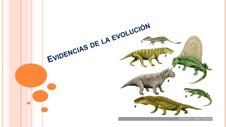 Evidencias de la evolución