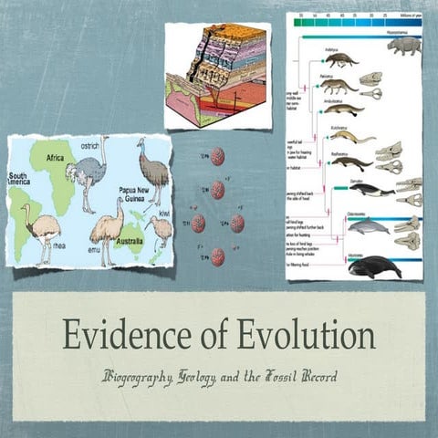 Evo evidence 16_4_part2 | PPT | Geology | Science