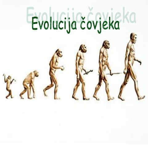Evolucija čovjeka | PDF