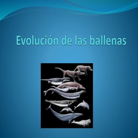 Evolución De La Ballena