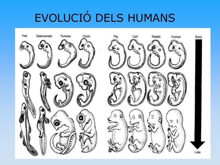 Evolucio humana
