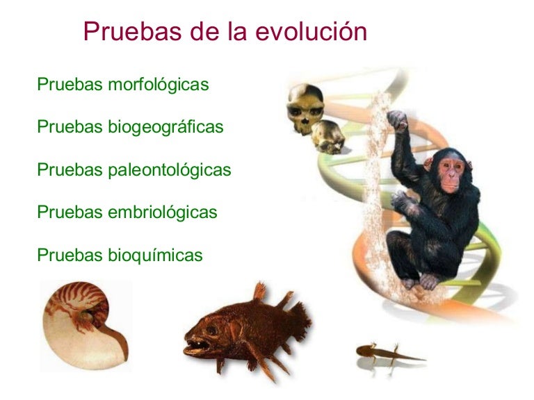 Las Cinco Evidencias De La Evolucin Segn Darwin