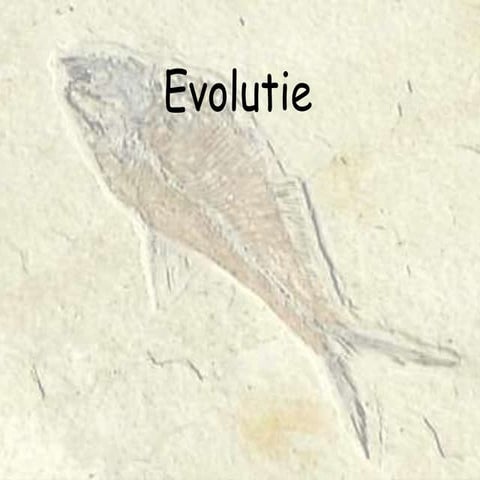 Evolutie Les | PPT