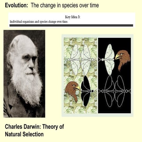 Evolution Biodiversity | PPT