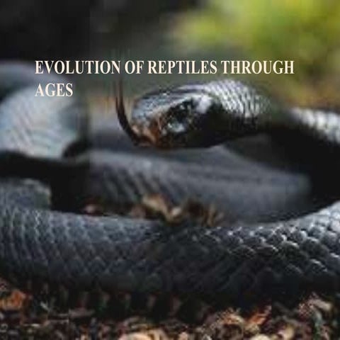 Evolutionary Perspective Roll No 49 Pptx