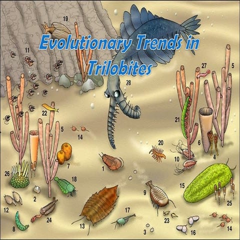 Evolutionary trends in trilobites | PPT