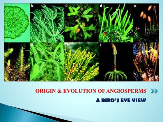 Synergids and its functions , reproductive biology of angiosperms | PPT