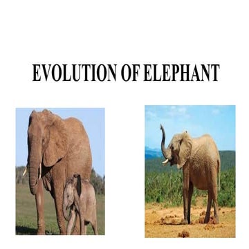 Evolution_of_elephant........................................pptx