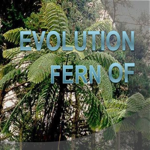 Evolution of fern | PPTX