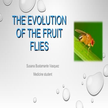 Evolution of fruit flies | PPT