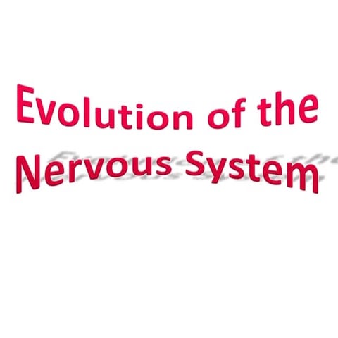 Evolution of the nervous system | PPTX