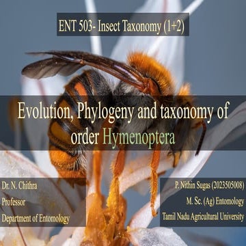 Evolution, Phylogeny and Taxonomy of order Hymenoptera | PPTX