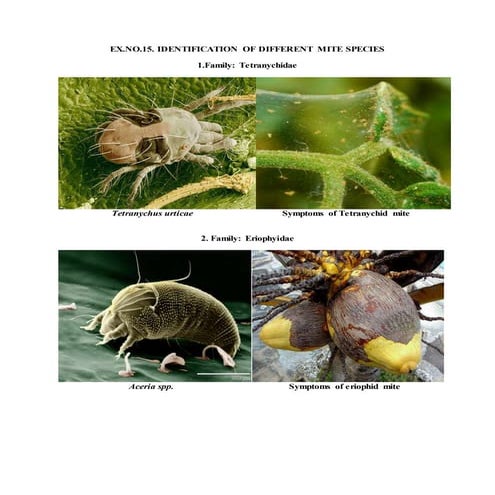 Ex.No.16 .Identification of other non insect pests.doc