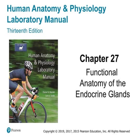 Chapter 27 Endorine system anatomy and physiology | PPTX