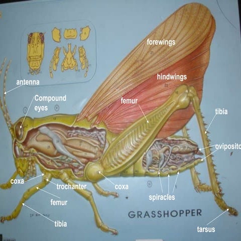 Grasshopper Testis Dissection