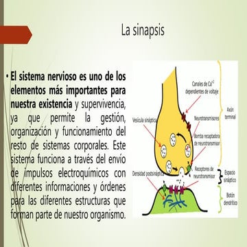 La Sinapsis | PPTX
