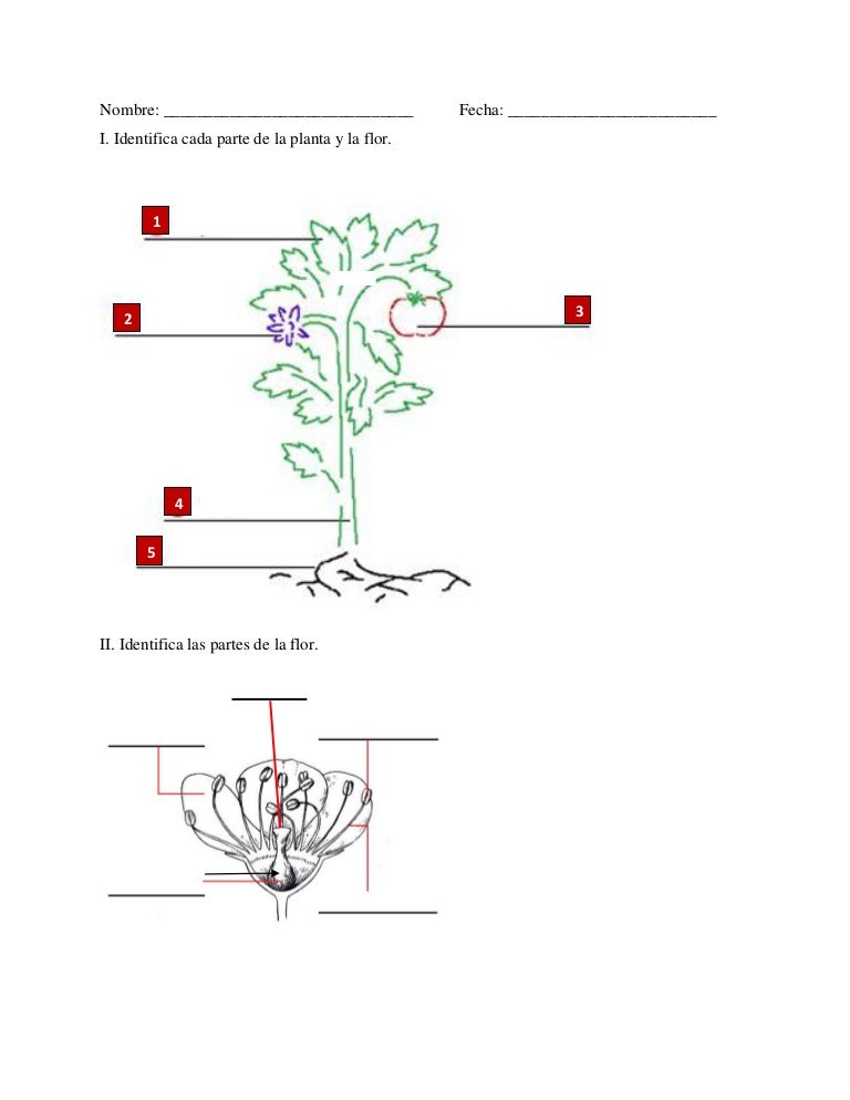 Examen de las plantas 1