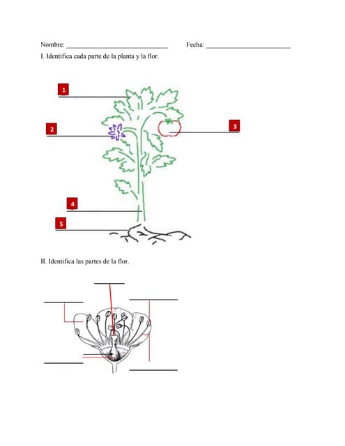 Hoja De Trabajo Sobre Las Partes De Una Planta Para Primer Grado