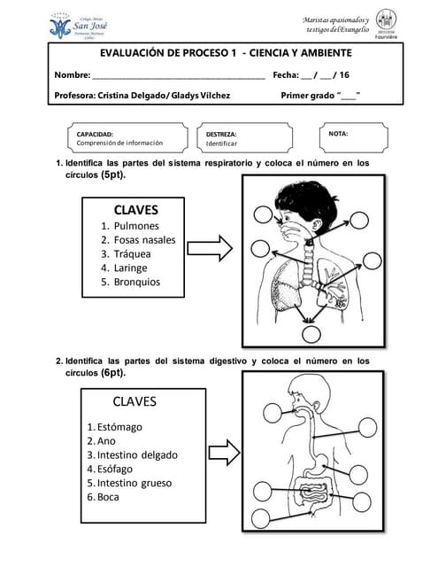 Hoja De Repaso Ejercicio 38 Anatomía Del Sistema Digestivo