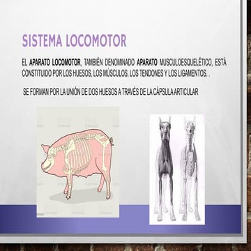 Examen Sistema Locomotor Animales Pdf