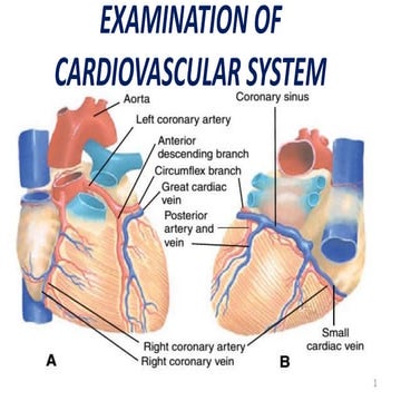 Examination of cardiovascular system in Pediatrics | PDF