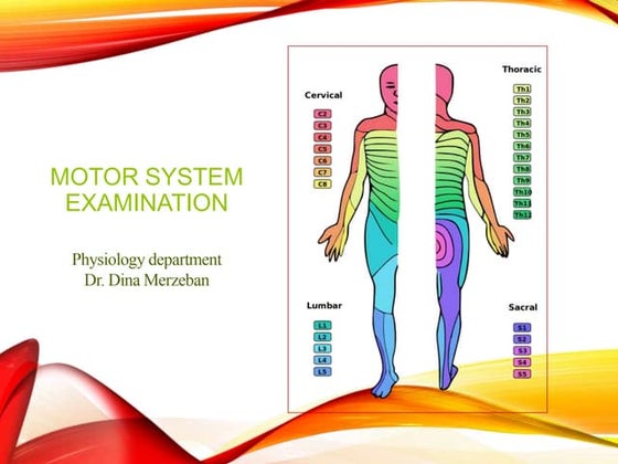 nEUROLOGICAL EXAM OF LOWER LIMB | PDF