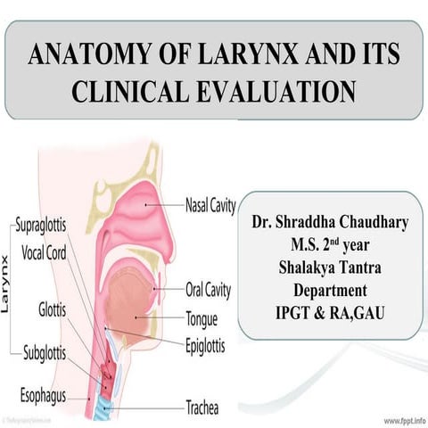 brief anatomy of larynx and its clinical evaluation | PPT