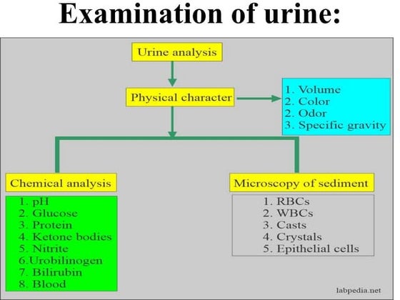TYPES AND COLLECTION OF URINE SPECIMEN.pptx