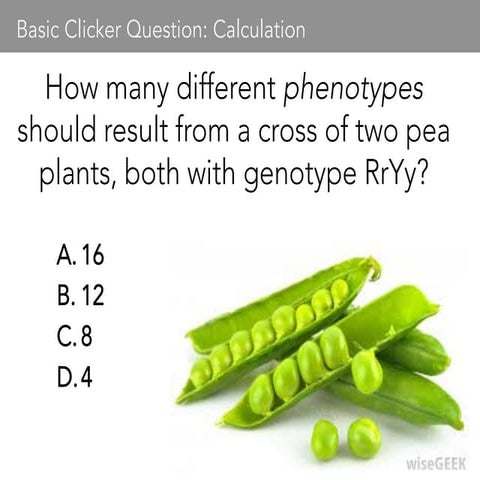 Example Clicker Questions | PDF