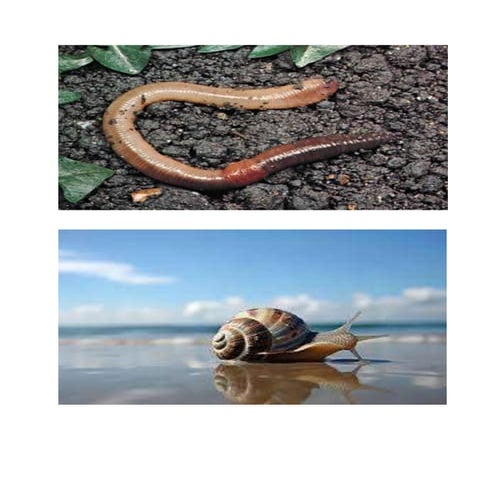 Example pictures.docx