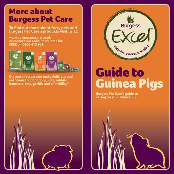Guinea Pig Care Guide | PDF