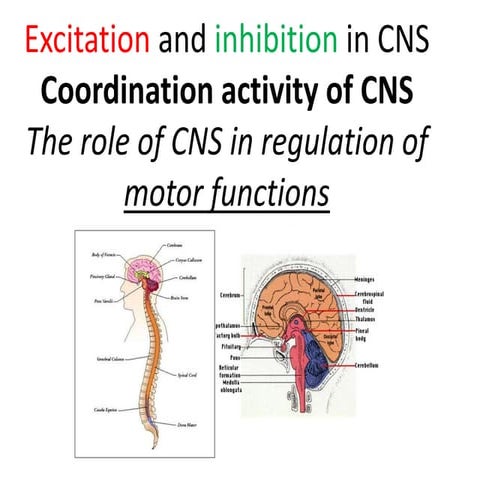 Excitation and inhibition in CNS.pptx