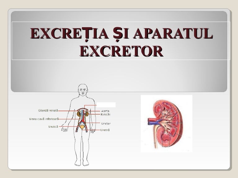 Diagramasistemuluiexcretorumanetichetata