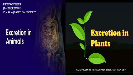 Excretion (biology) class 10th | PPTX