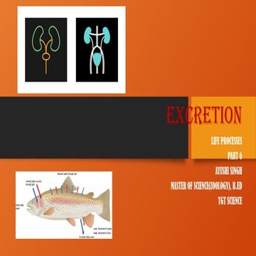 excretion in Plants, Animal & Human.pptx