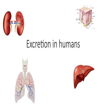 IGCSE Excretion-in-humans and kidneys-.pptx