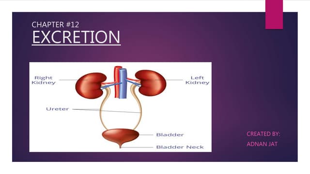 Excretion (biology) class 10th | PPTX