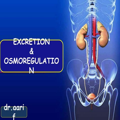 Excretion and osmoregulation | PPSX
