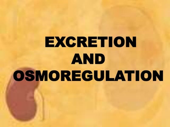 EXCRETORY STRUCTURE IN FISH .pptx