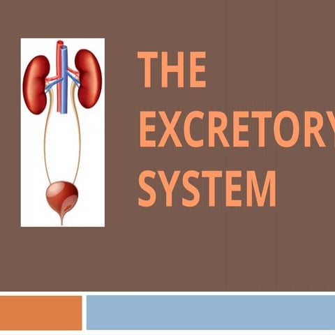 EXCRETION GRADE 8. pptx | PPTX