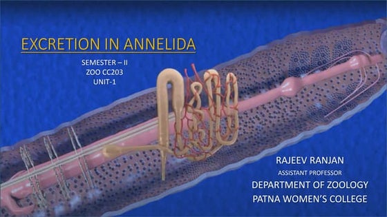 Excretory system of earthworm , Three types of nephridia, structure of ...
