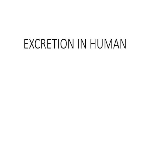 Excretion in human(class X) | PPTX
