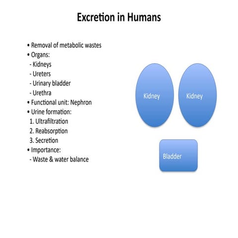 Excretion_in_Humans (1).pptx,............ | PPTX