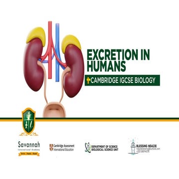 Excretion in Humans | Cambridge IGCSE Biology | PDF