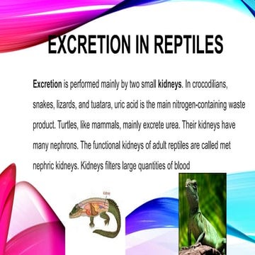 Excretion in reptiles & thermoregulation | PDF